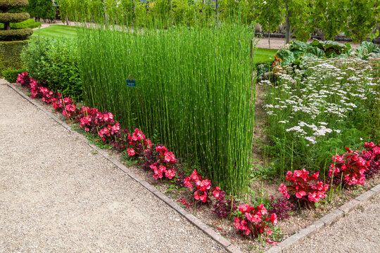 Arthrophyta Bilder – Durchsuchen 456 Archivfotos, Vektorgrafiken und ...