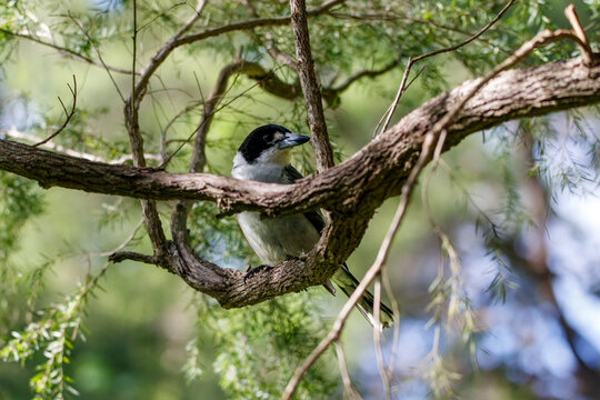 Butcher-Bird Images – Browse 1,557 Stock Photos, Vectors, and Video ...