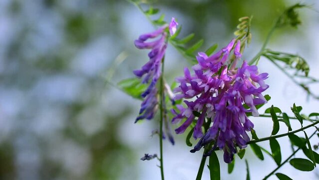 รูปภาพShoushi – เลือกดูภาพถ่ายสต็อก เวกเตอร์ และวิดีโอ122 | Adobe Stock