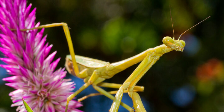 รูปภาพMantes – เลือกดูภาพถ่ายสต็อก เวกเตอร์ และวิดีโอ900 | Adobe Stock
