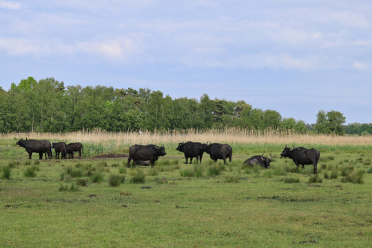 Carabeef Bilder – Durchsuchen 19,216 Archivfotos, Vektorgrafiken und ...