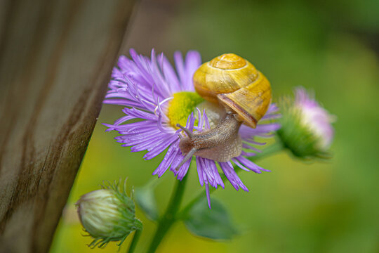 Natu Images – Browse 1,522 Stock Photos, Vectors, and Video | Adobe Stock