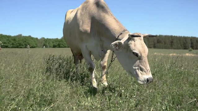 "Cash Cow" Images – Browse 1,985 Stock Photos, Vectors, and Video ...