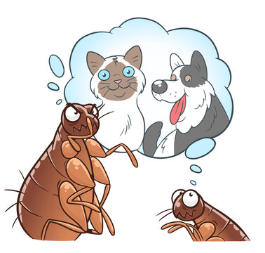 Flohbiss Bilder – Durchsuchen 3,086 Archivfotos, Vektorgrafiken und ...