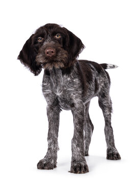 Brown German Wirehaired Pointer Puppies