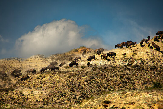 รูปภาพRoam – เลือกดูภาพถ่ายสต็อก เวกเตอร์ และวิดีโอ703,769 | Adobe Stock