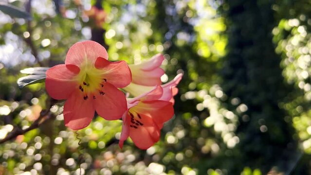 รูปภาพVireya – เลือกดูภาพถ่ายสต็อก เวกเตอร์ และวิดีโอ120 | Adobe Stock