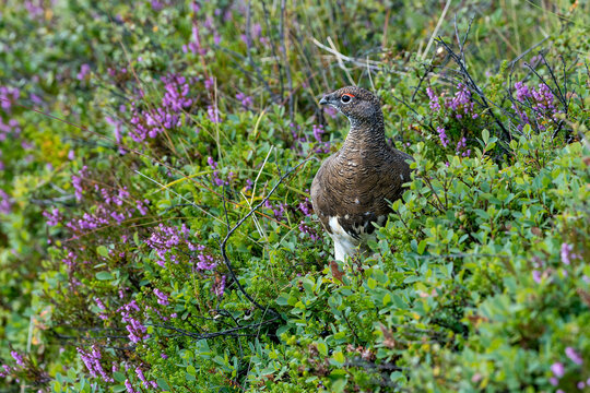 รูปภาพTarmigan – เลือกดูภาพถ่ายสต็อก เวกเตอร์ และวิดีโอ3,838 | Adobe Stock