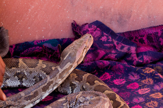 "Indian Rock Python" Images – Browse 852 Stock Photos, Vectors, and ...