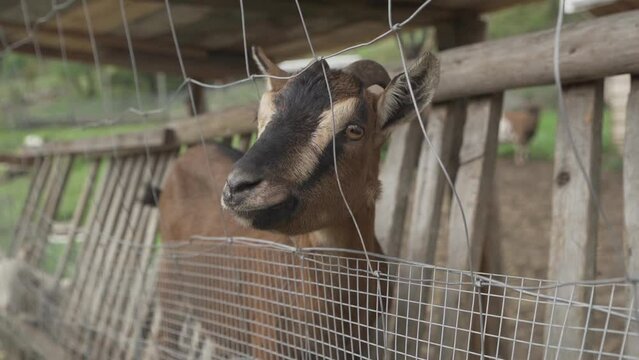 Sad Goat Images – Browse 1,590 Stock Photos, Vectors, and Video | Adobe ...