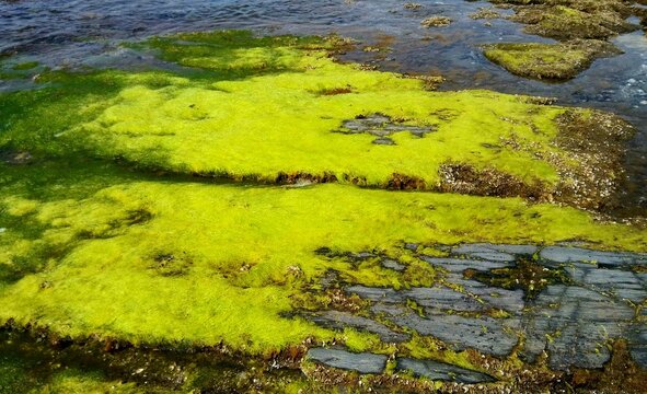 รูปภาพAlgas – เลือกดูภาพถ่ายสต็อก เวกเตอร์ และวิดีโอ3,575 | Adobe Stock