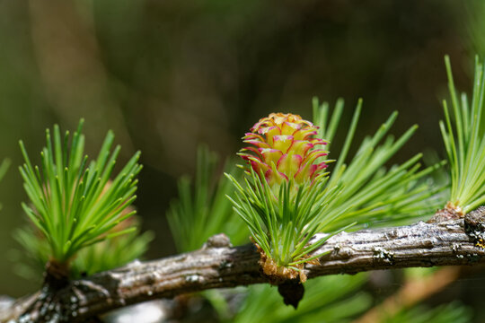 รูปภาพMicrostrobilus – เลือกดูภาพถ่ายสต็อก เวกเตอร์ และวิดีโอ208 ...