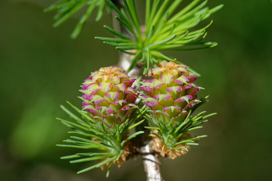 รูปภาพMicrostrobilus – เลือกดูภาพถ่ายสต็อก เวกเตอร์ และวิดีโอ208 ...