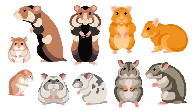 Hamsterbacken Bilder – Durchsuchen 3,071 Archivfotos, Vektorgrafiken ...