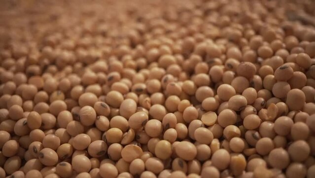 "Soja Images – Browse 16,655 Stock Photos, Vectors, and Video | Adobe Stock