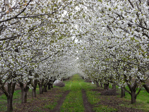 "Cherry Orchard" Images – Browse 3,522 Stock Photos, Vectors, and Video ...