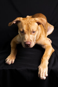 Red Nose Pitbull Yellow Lab Mix