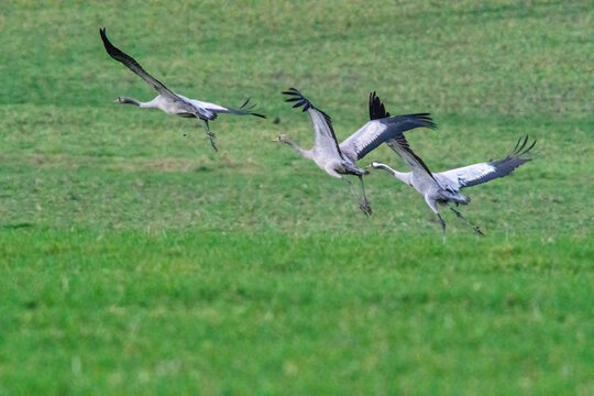 Schnacke Bilder – Durchsuchen 5,696 Archivfotos, Vektorgrafiken und ...
