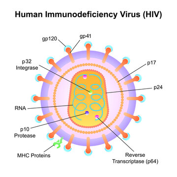 Hiv Labeled Diagram