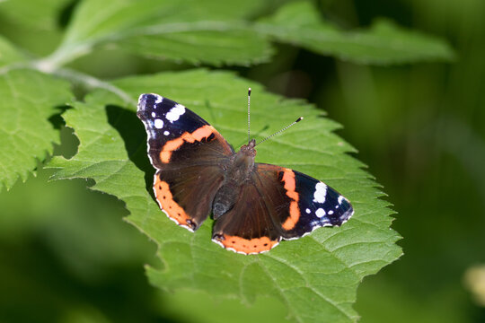 Syn bilder – Bläddra bland 4,342 stockfoton, vektorer och videor ...