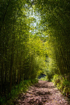 Canebrake Images – Browse 2,913 Stock Photos, Vectors, and Video ...