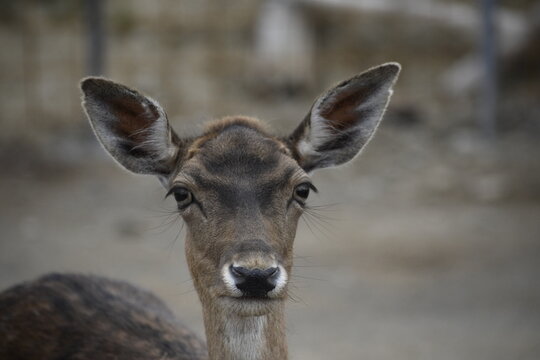 「Waterbok」の画像 - 10,505 件の Stock 写真、ベクターおよびビデオ | Adobe Stock