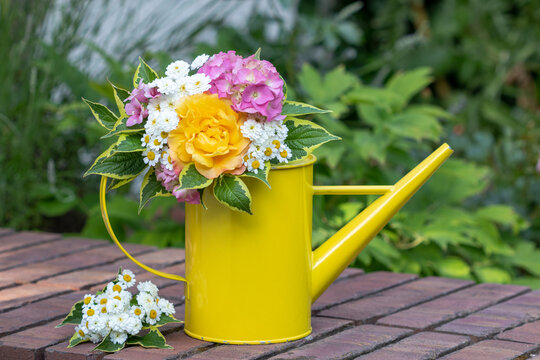 Bertramsgarbe-Bilder: Stock-Fotos & -Videos. | Adobe Stock