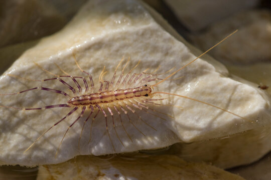 Myriapodes-Bilder: Stock-Fotos & -Videos. | Adobe Stock