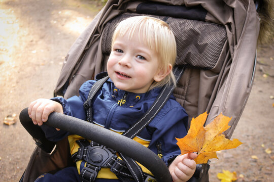 Imágenes de "Marple Leaf": descubre bancos de fotos, ilustraciones ...