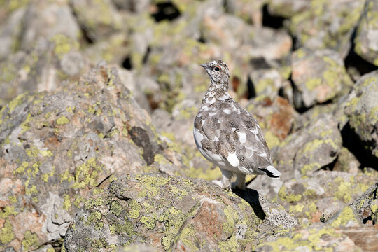 รูปภาพTarmigan – เลือกดูภาพถ่ายสต็อก เวกเตอร์ และวิดีโอ3,838 | Adobe Stock