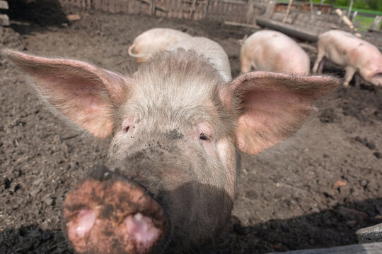 Pig-Farm Images – Browse 1,667 Stock Photos, Vectors, and Video | Adobe ...
