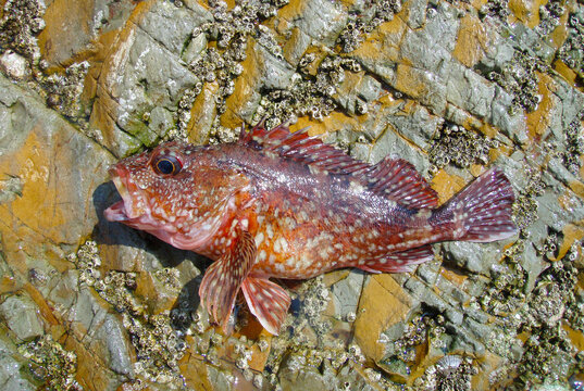 Kasago Images – Browse 14 Stock Photos, Vectors, and Video | Adobe Stock