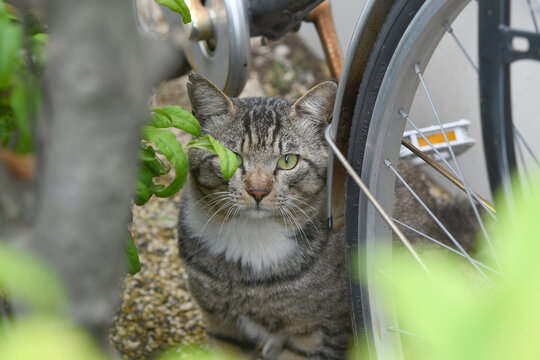 รูปภาพChariness – เลือกดูภาพถ่ายสต็อก เวกเตอร์ และวิดีโอ1,863 | Adobe Stock
