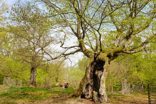 Buchenbaum Bilder – Durchsuchen 168,644 Archivfotos, Vektorgrafiken und ...