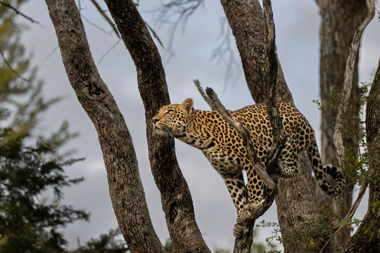 Leopard Jumping Up