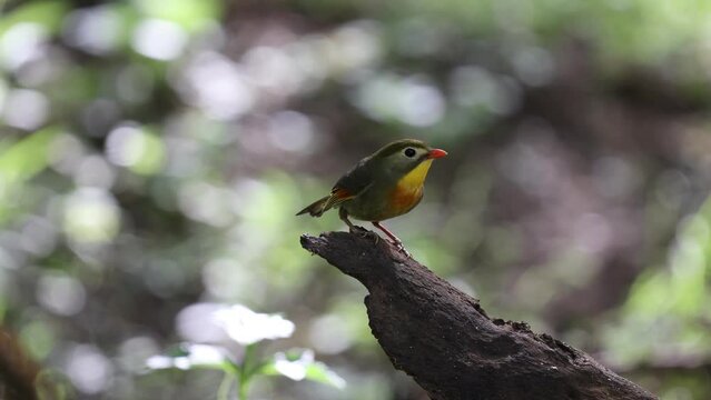 "Common Nightingale" Images – Parcourir 7,728 le catalogue de photos ...