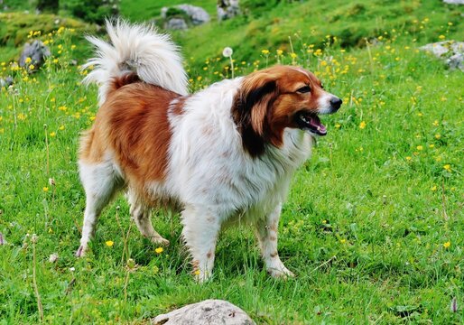 รูปภาพ"Bellender Hund" – เลือกดูภาพถ่ายสต็อก เวกเตอร์ และวิดีโอ28 ...