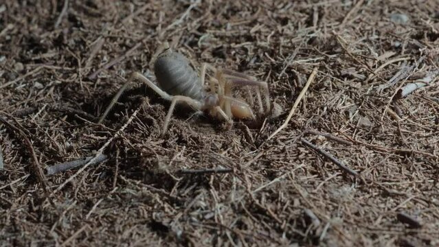 Solifugae Images – Browse 400 Stock Photos, Vectors, and Video | Adobe ...