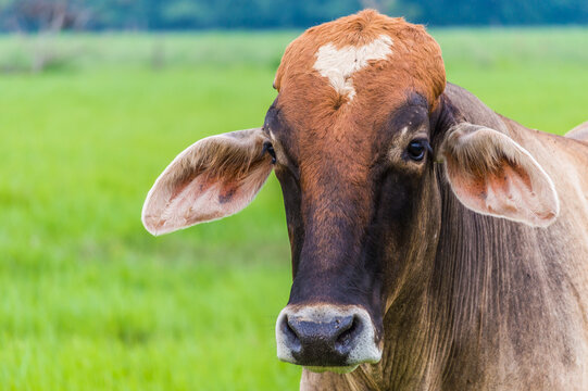 「Torete」の写真素材 | 15件の無料イラスト画像 | Adobe Stock