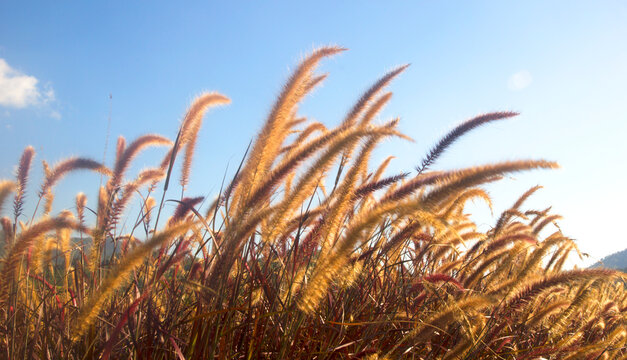 รูปภาพPampus – เลือกดูภาพถ่ายสต็อก เวกเตอร์ และวิดีโอ167 | Adobe Stock