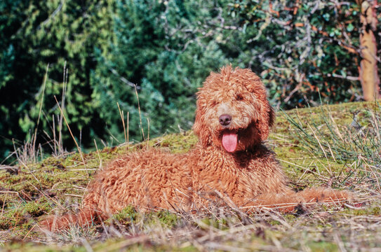 Labradoodles Bilder – Durchsuchen 390 Archivfotos, Vektorgrafiken und ...