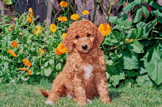Labradoodles Bilder – Durchsuchen 390 Archivfotos, Vektorgrafiken und ...