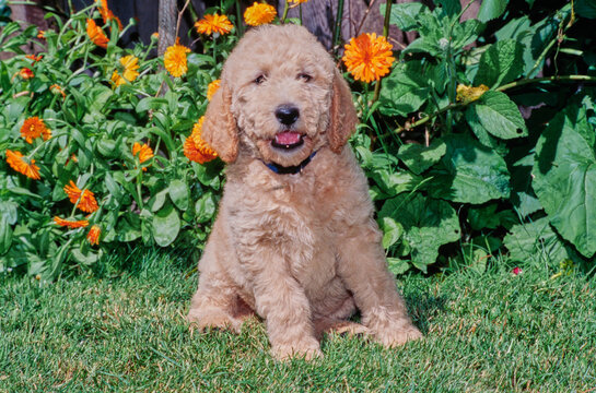 Labradoodles bilder – Bläddra bland 390 stockfoton, vektorer och videor ...