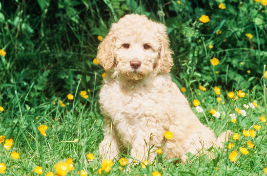 Labradoodles bilder – Bläddra bland 390 stockfoton, vektorer och videor ...