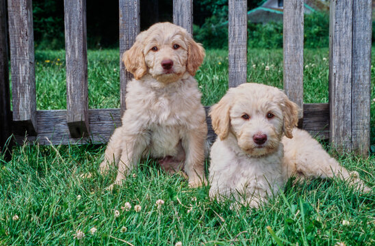Labradoodles Bilder – Durchsuchen 390 Archivfotos, Vektorgrafiken und ...