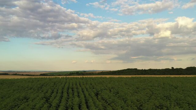 Unbloomed Images – Browse 221 Stock Photos, Vectors, and Video | Adobe ...