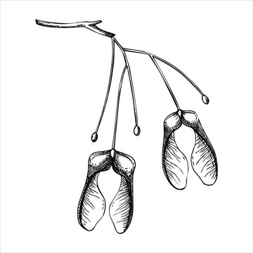 Maple Tree Seeds Drawing