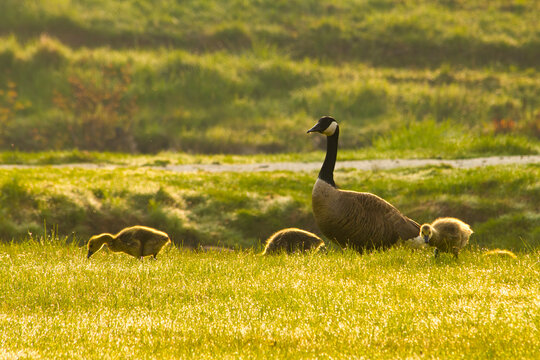 Hatch 이미지 – 찾아보기 175,181 스톡 사진, 벡터 및 비디오 | Adobe Stock