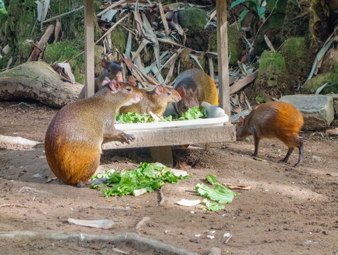 รูปภาพSereque – เลือกดูภาพถ่ายสต็อก เวกเตอร์ และวิดีโอ1,698 | Adobe Stock