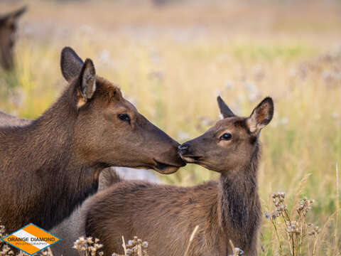 Newborn Elk